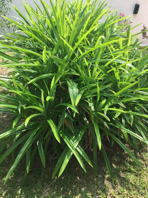 Pandan – What is it? How to use it and what are the benefits ...